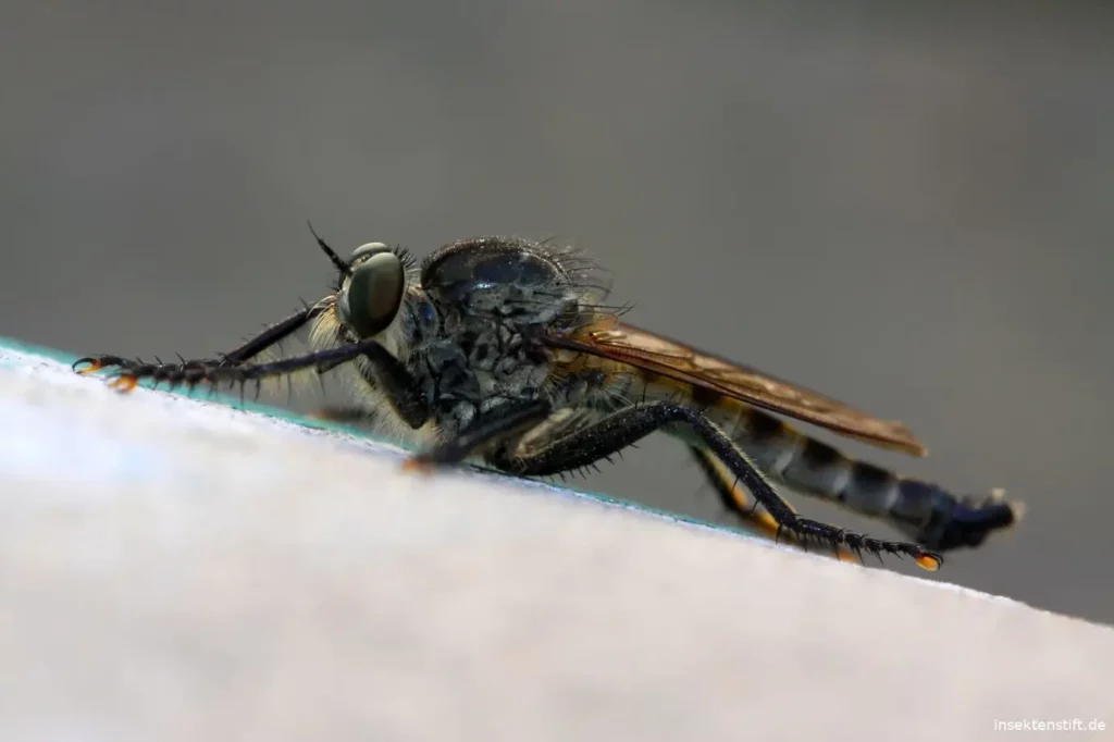 Von Der Biologie Bis Zur Behandlung Ein Blick Auf Bremsenstiche Von Der Biologie Bis Zur Behandlung Ein Blick Auf Bremsenstiche